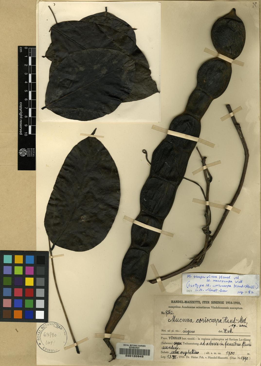 Mucuna sempervirens Hemsl.