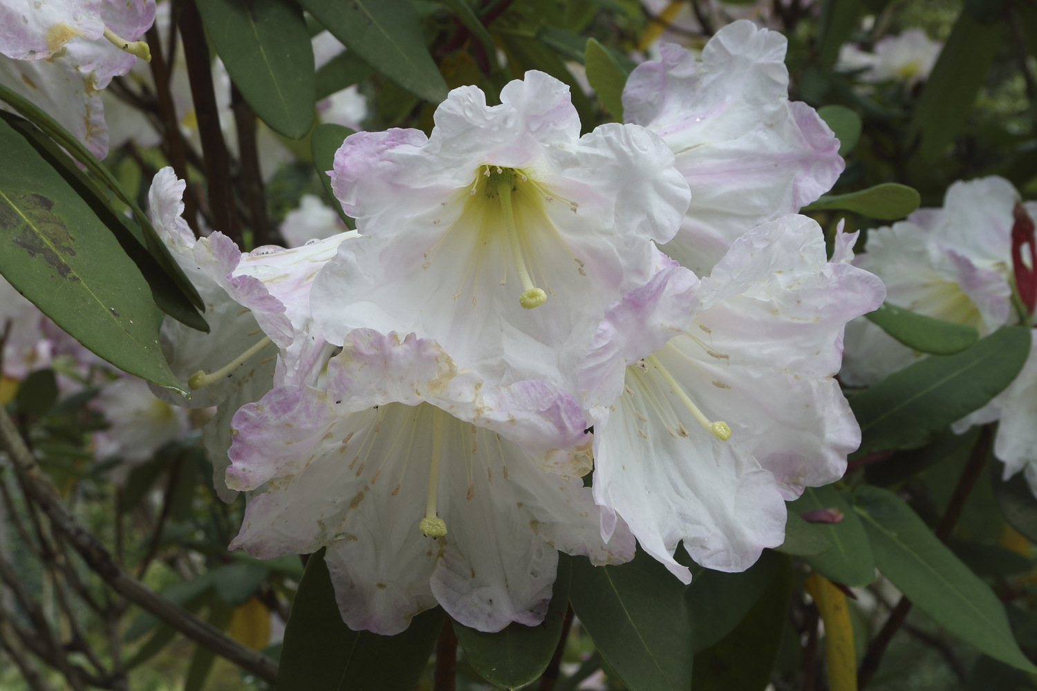 Rhododendron chihsinianum Chun & W.P.Fang