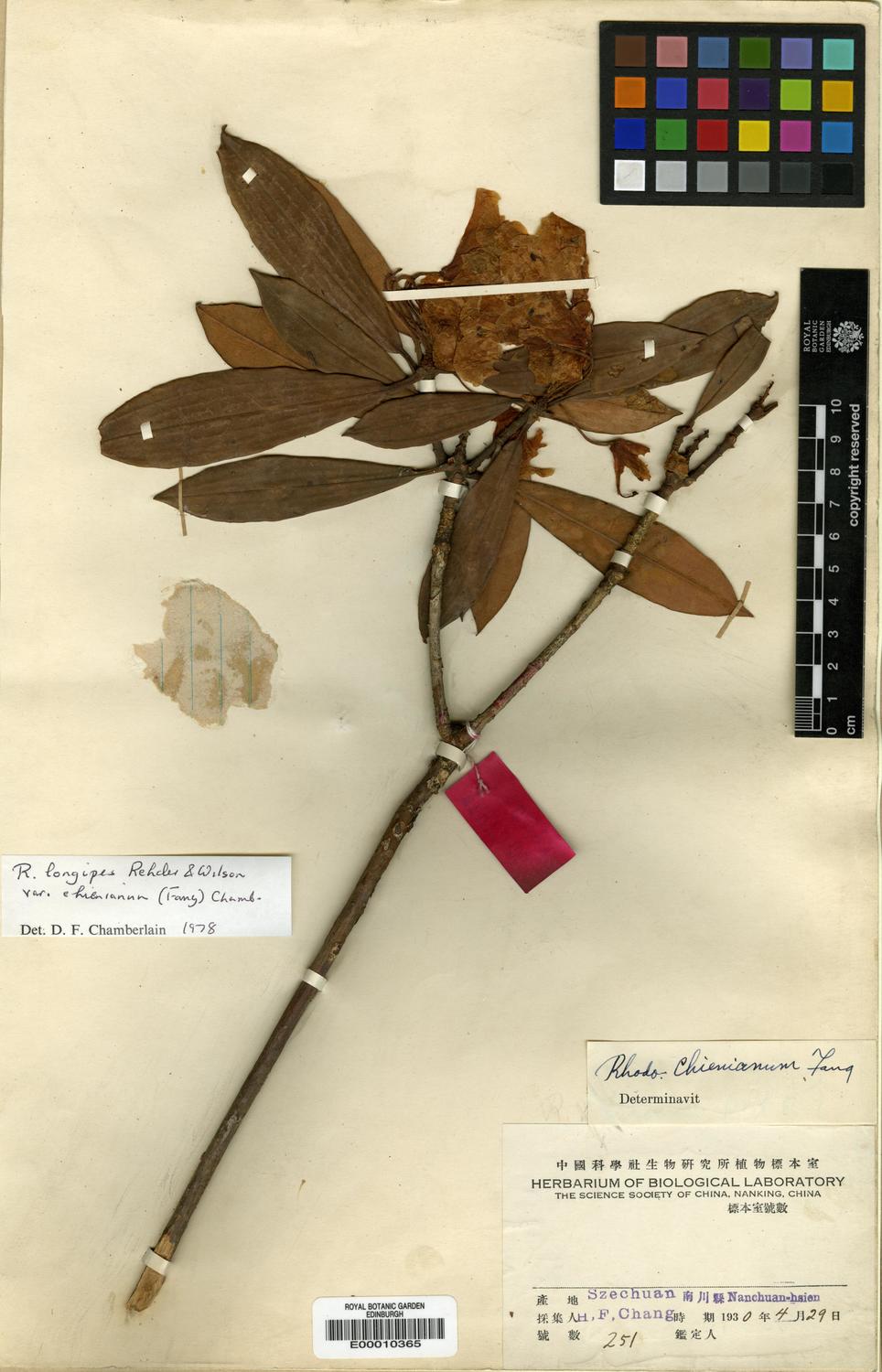 Rhododendron longipes Rehder & E.H.Wilson