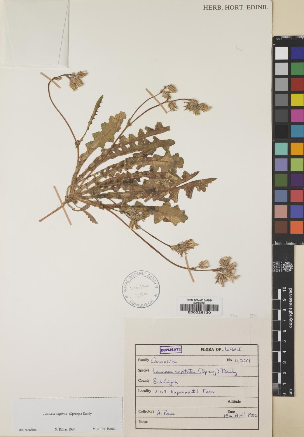 Launaea capitata (Spreng.) Dandy