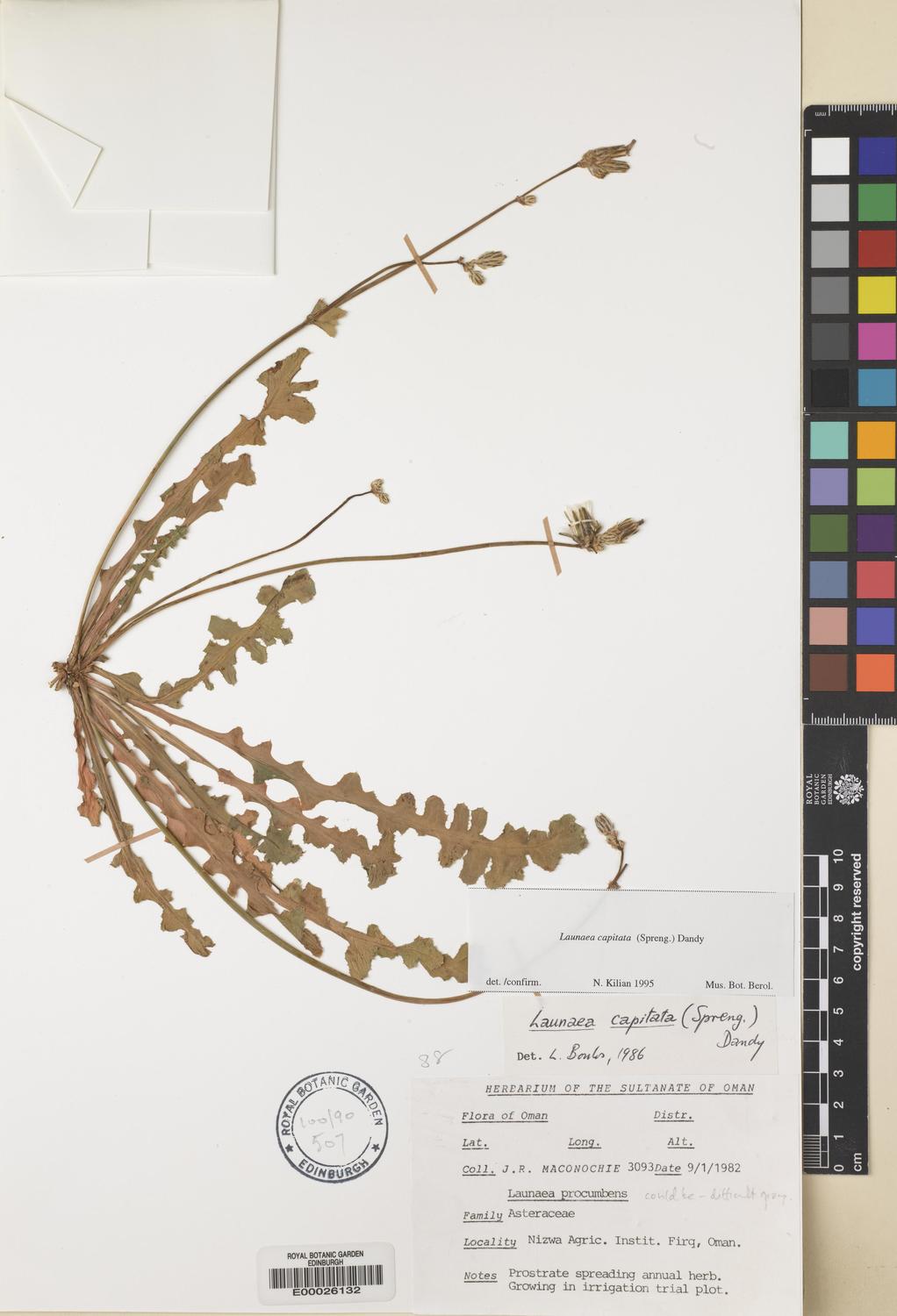 Launaea capitata (Spreng.) Dandy