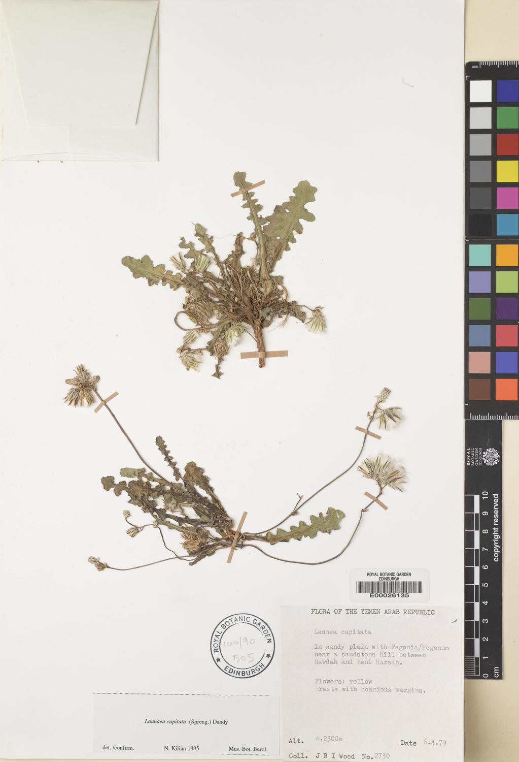 Launaea capitata (Spreng.) Dandy