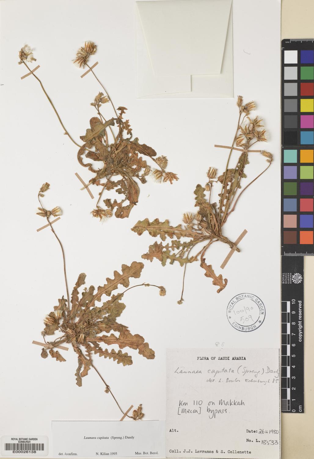 Launaea capitata (Spreng.) Dandy