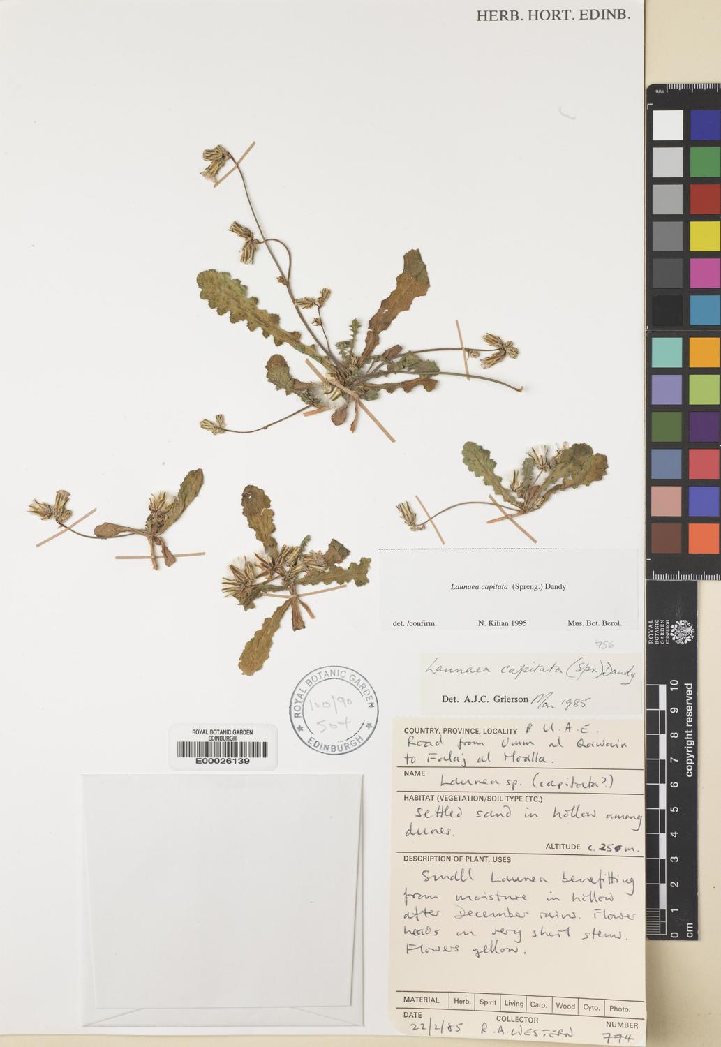 Launaea capitata (Spreng.) Dandy