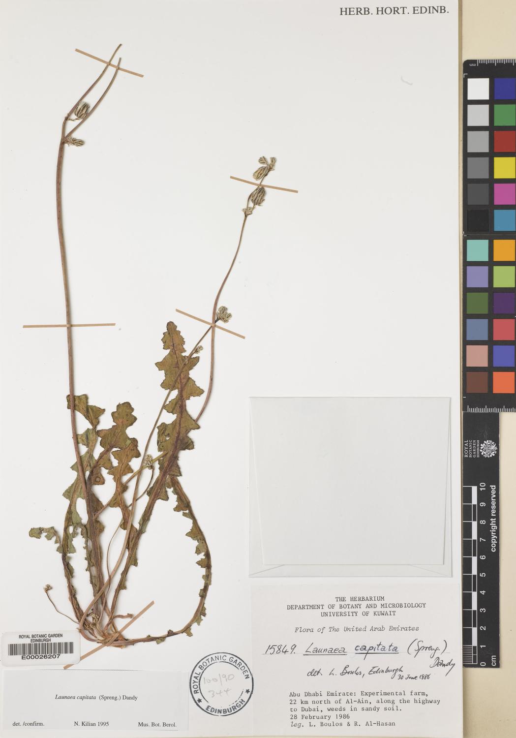 Launaea capitata (Spreng.) Dandy