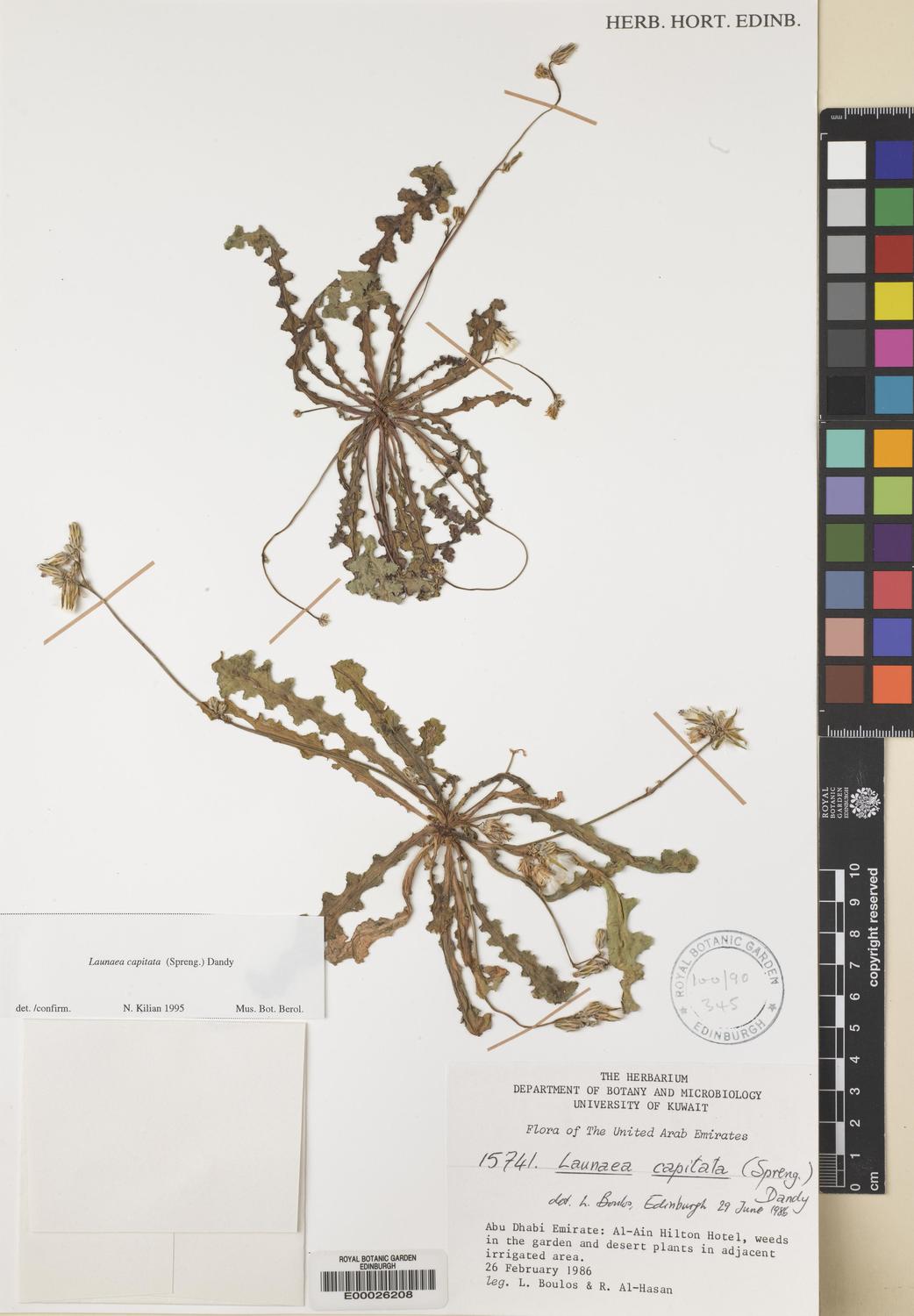 Launaea capitata (Spreng.) Dandy