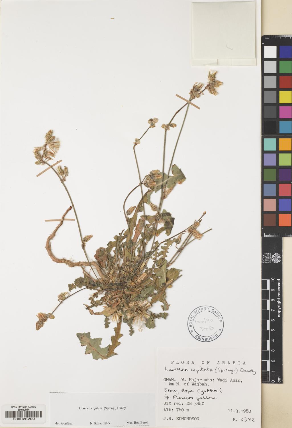 Launaea capitata (Spreng.) Dandy