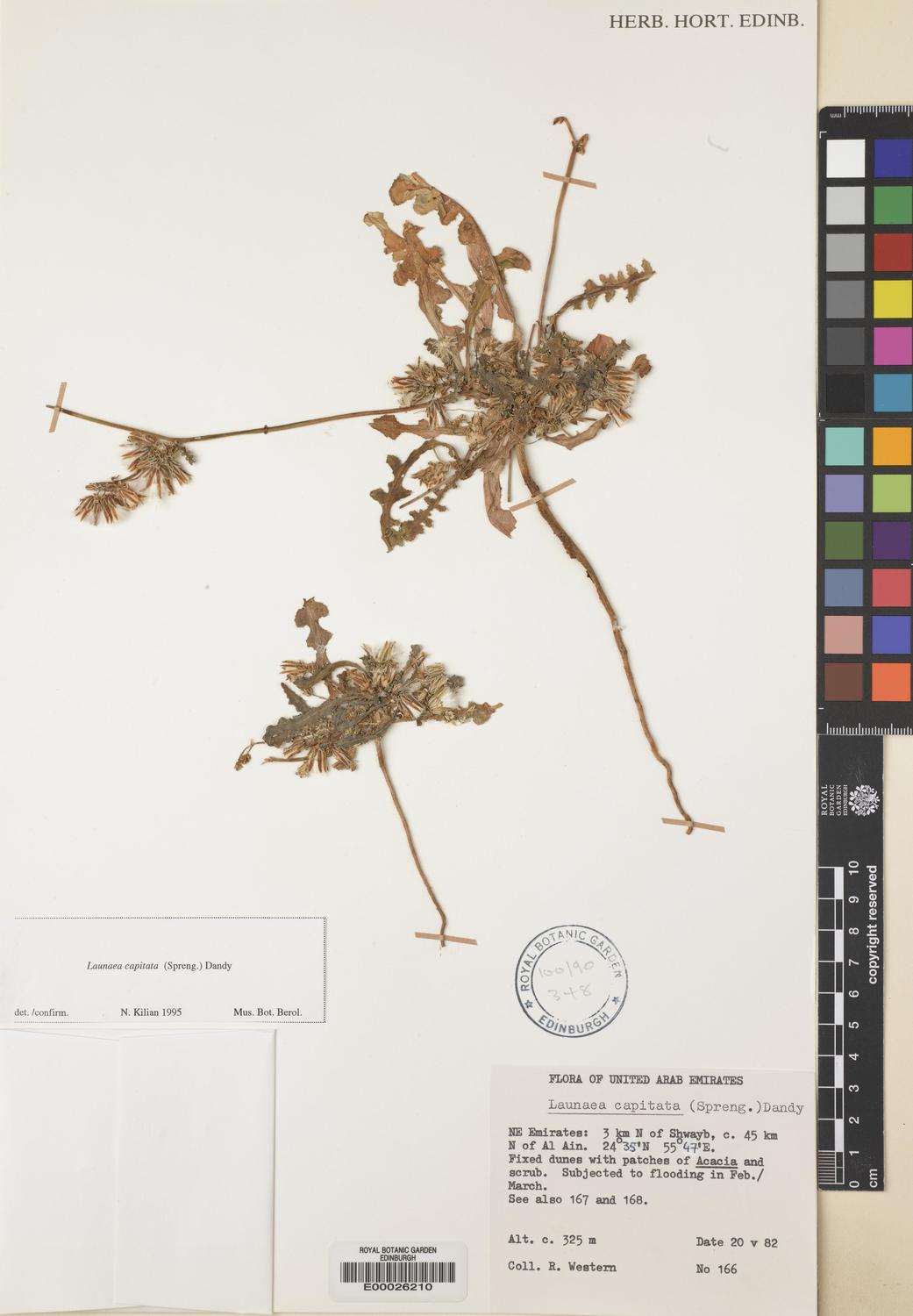 Launaea capitata (Spreng.) Dandy