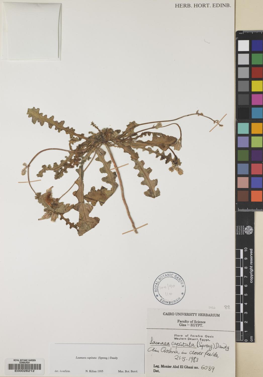 Launaea capitata (Spreng.) Dandy