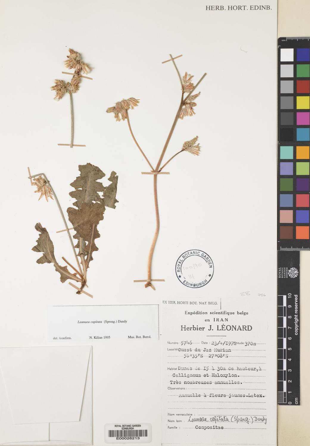 Launaea capitata (Spreng.) Dandy