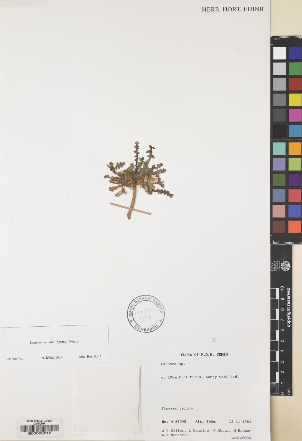 Launaea capitata (Spreng.) Dandy