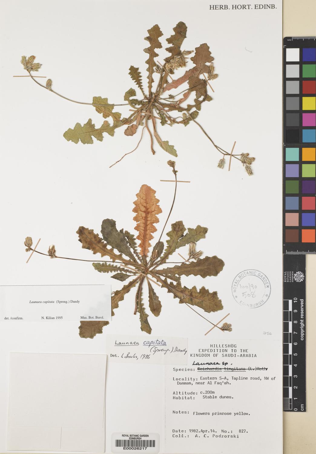 Launaea capitata (Spreng.) Dandy