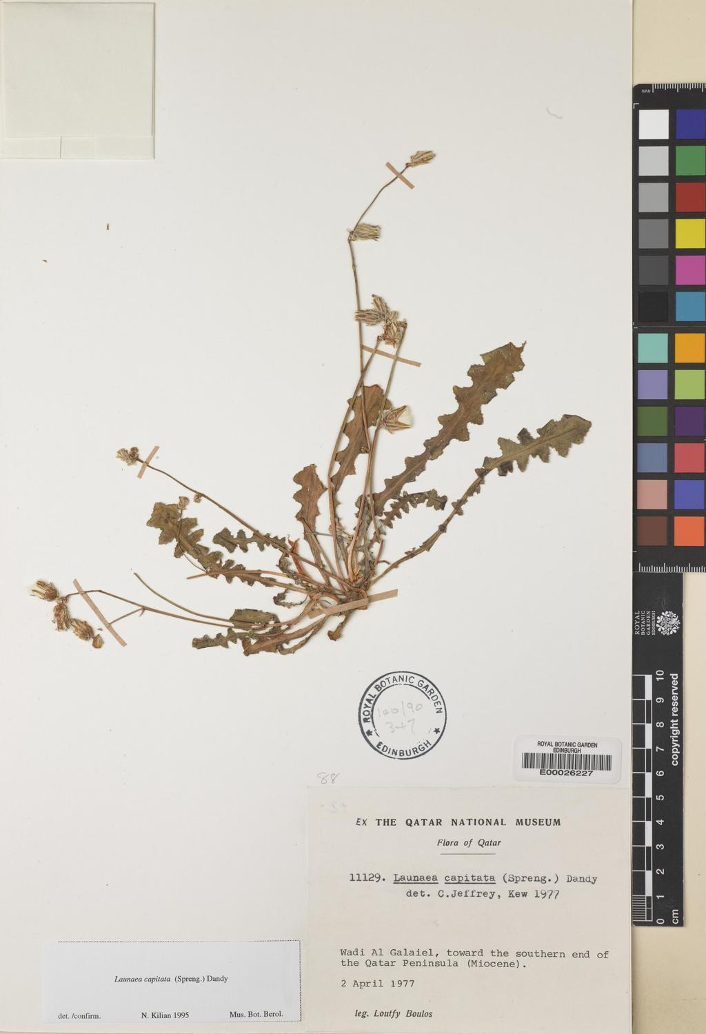 Launaea capitata (Spreng.) Dandy