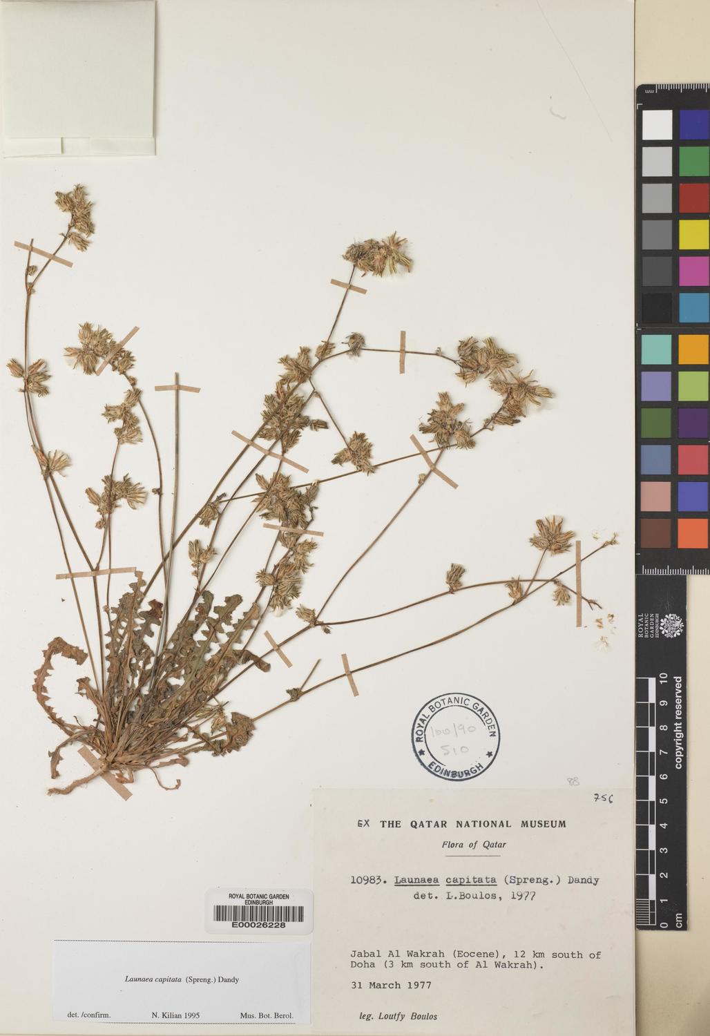 Launaea capitata (Spreng.) Dandy