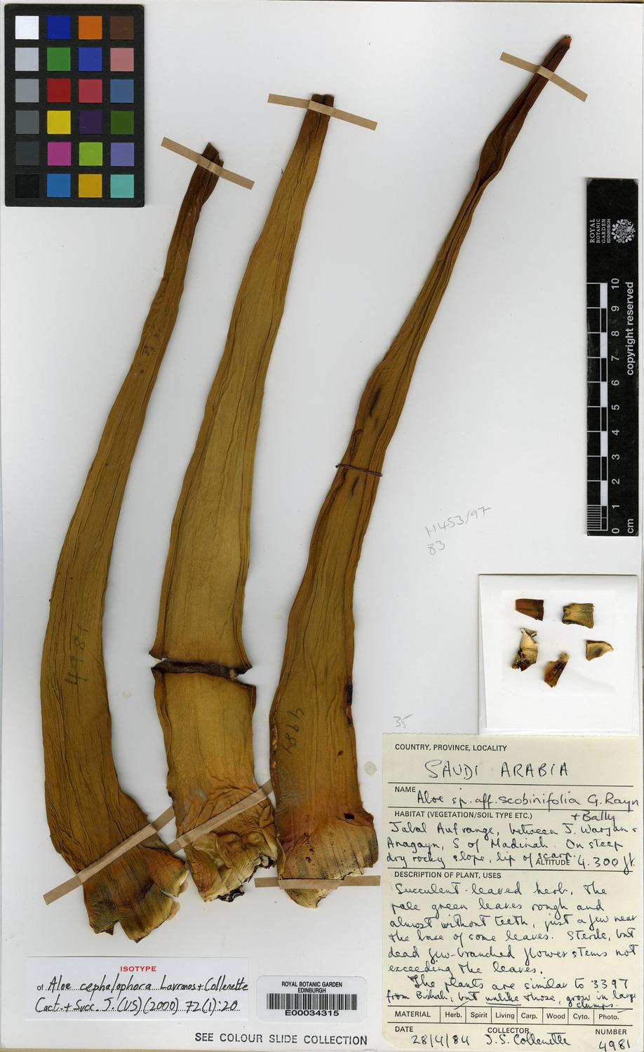 Aloe cephalophora Lavranos & Collen.