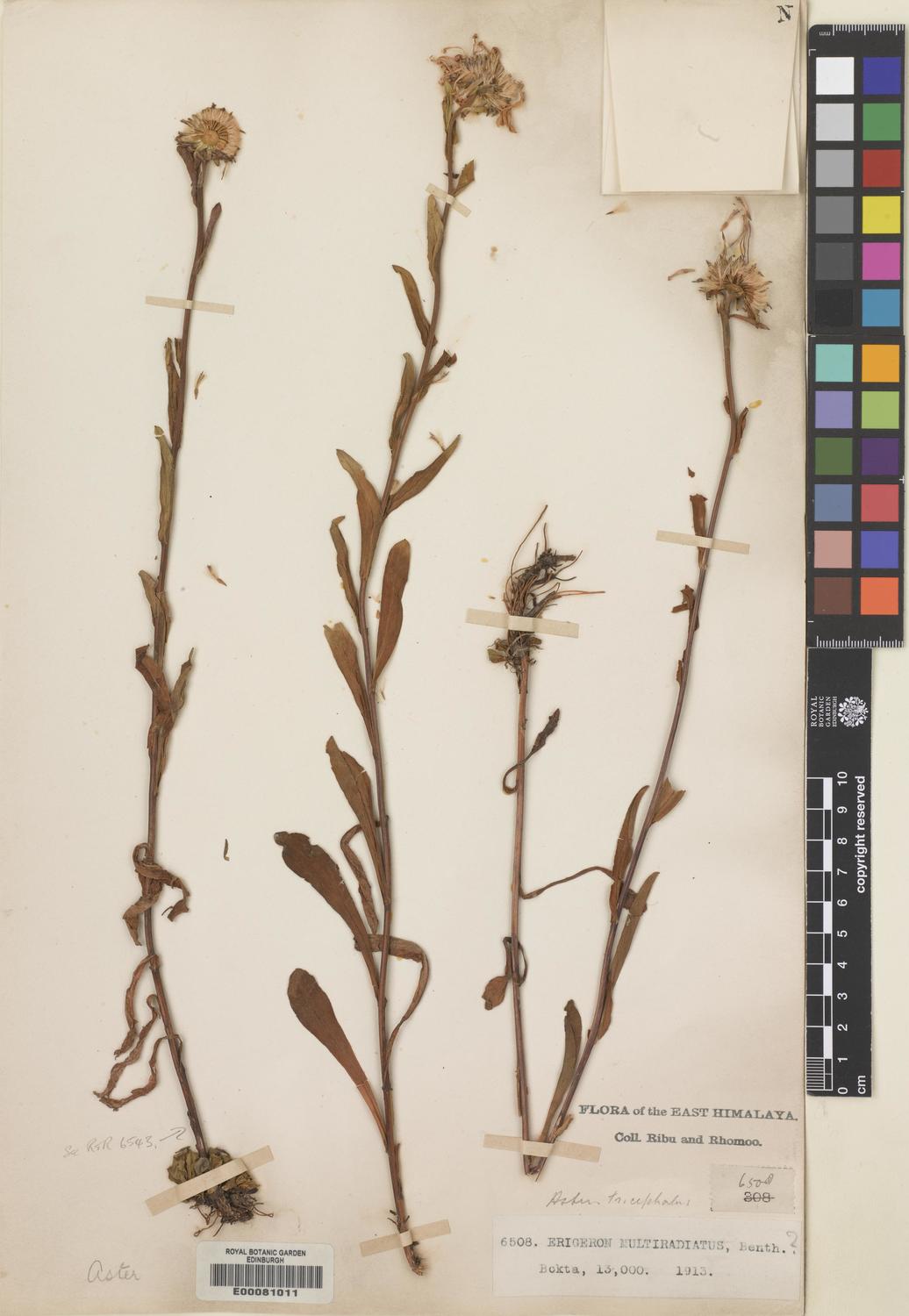 Aster tricephalus C.B.Clarke