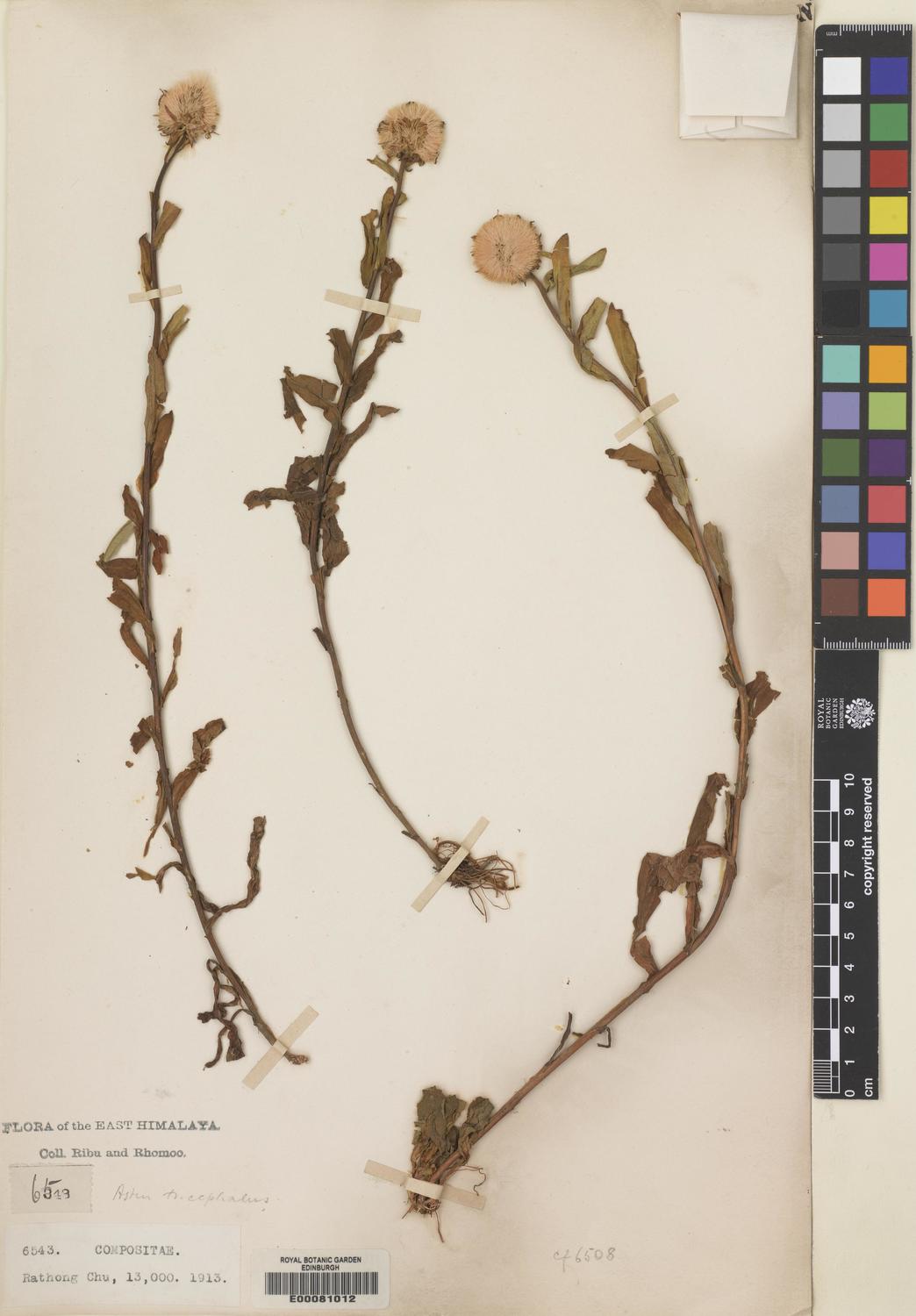 Aster tricephalus C.B.Clarke