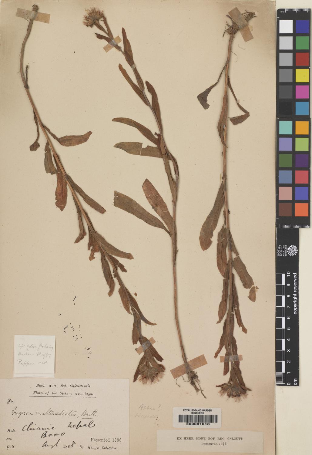 Aster tricephalus C.B.Clarke