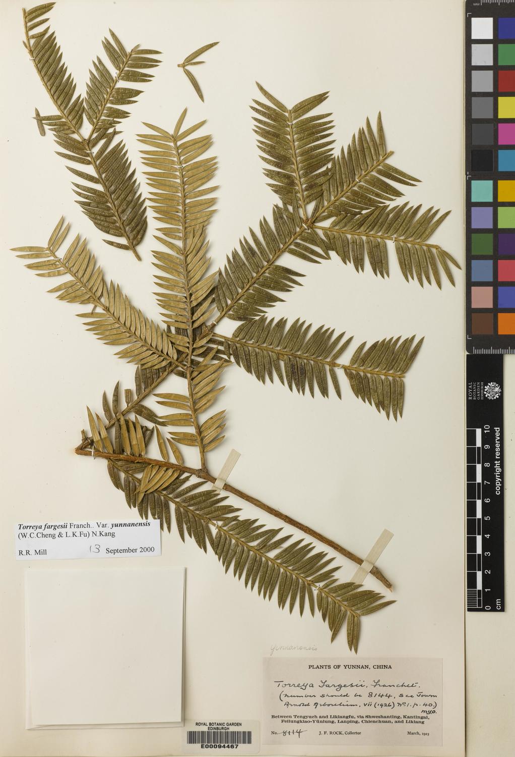 Torreya fargesii var. yunnanensis (W.C.Cheng & L.K.Fu) N.Kang