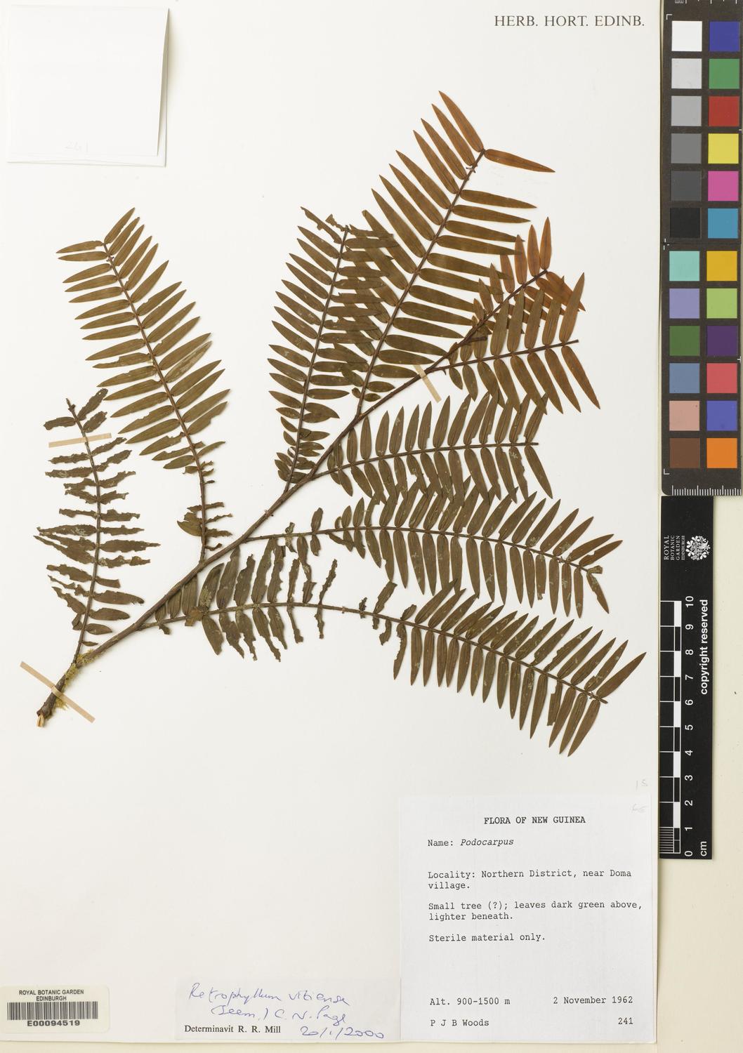 Retrophyllum vitiense (Seem.) C.N.Page