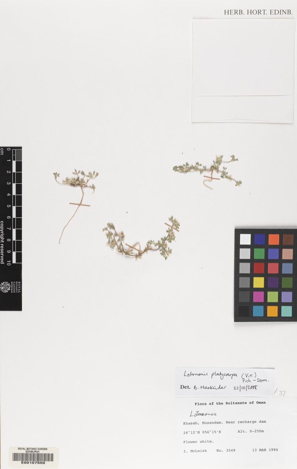 Lotononis platycarpa (Viv.) Pic.Serm.