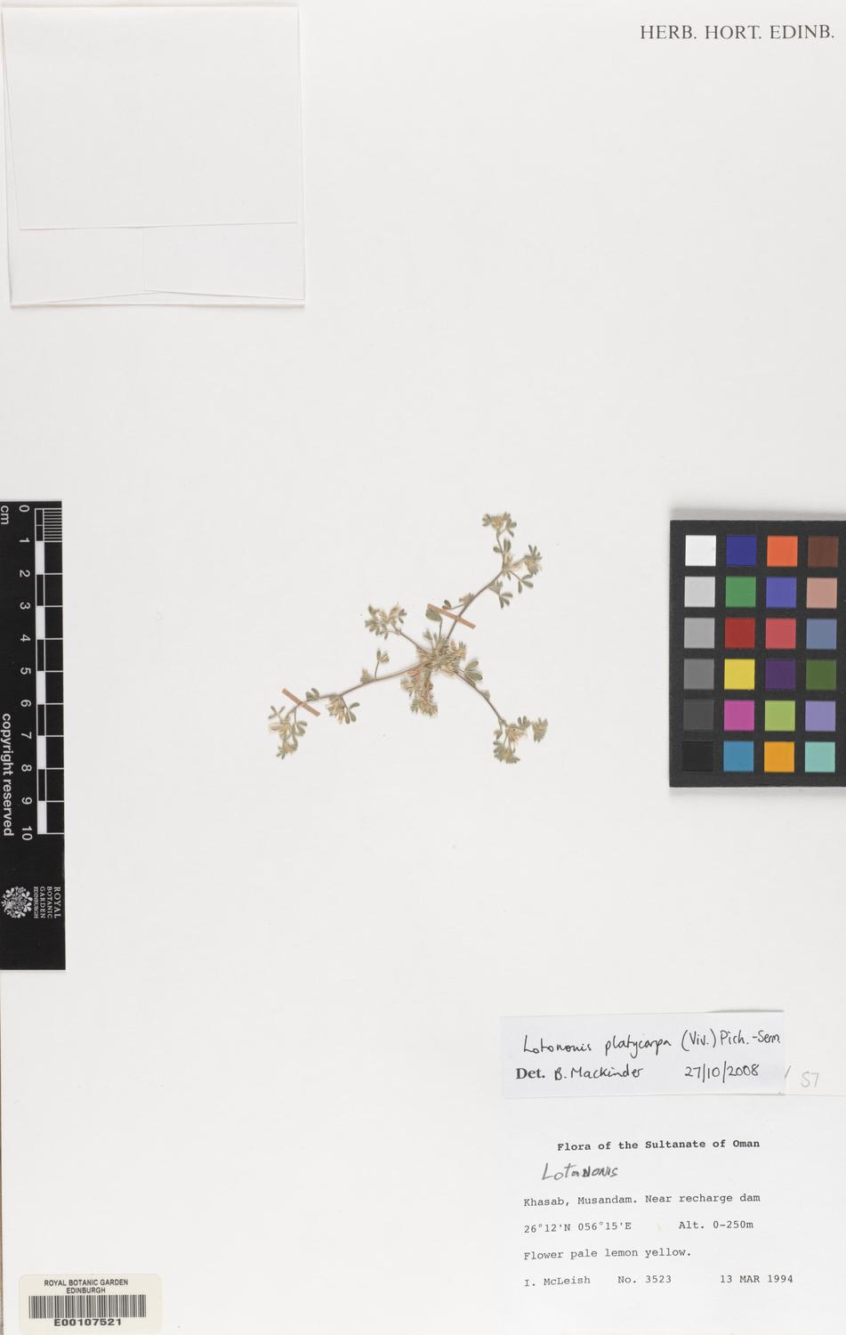 Lotononis platycarpa (Viv.) Pic.Serm.