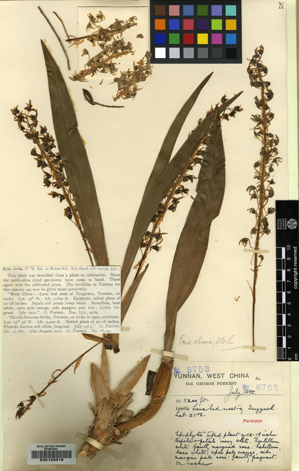 Pinalia obvia (W.W.Sm.) S.C.Chen & J.J.Wood