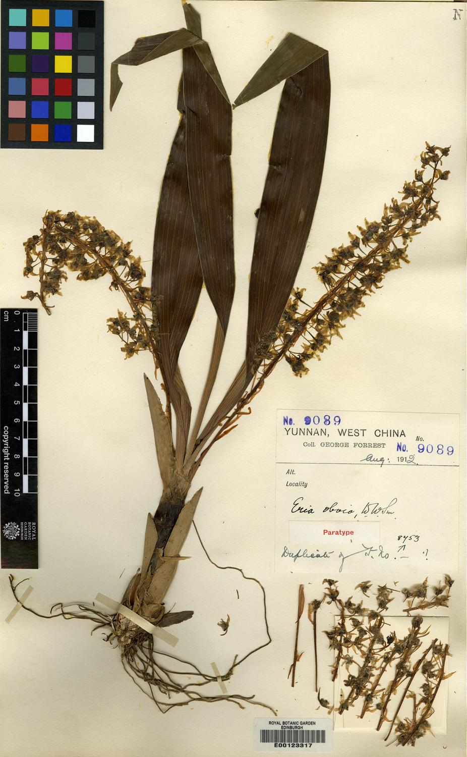 Pinalia obvia (W.W.Sm.) S.C.Chen & J.J.Wood