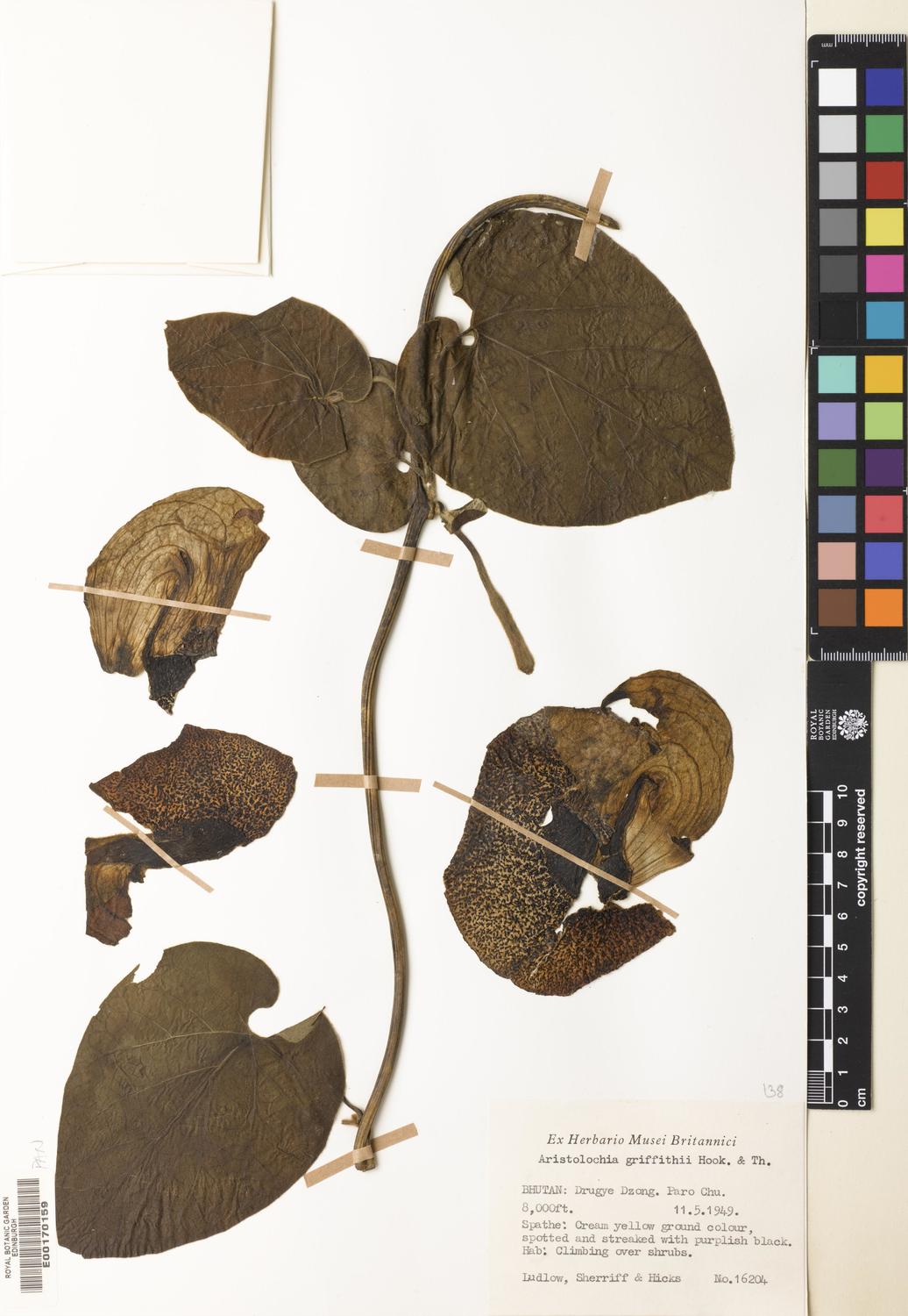 Aristolochia griffithii Hook.fil. & Thomson ex Duch.