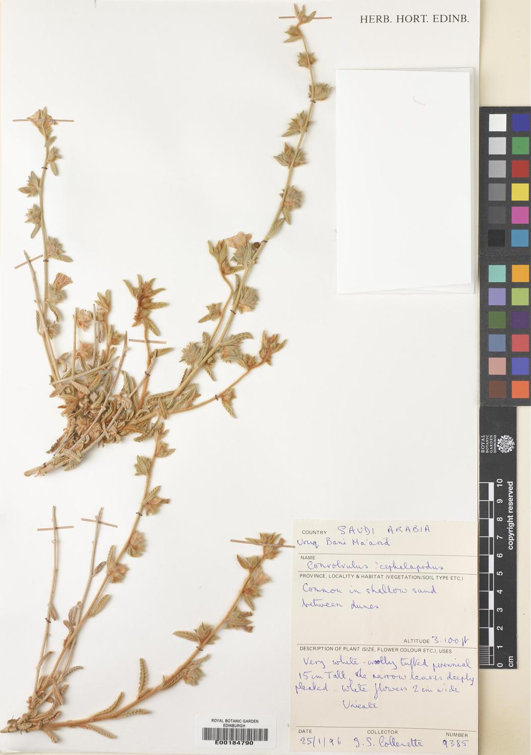 Convolvulus cephalopodus Boiss.