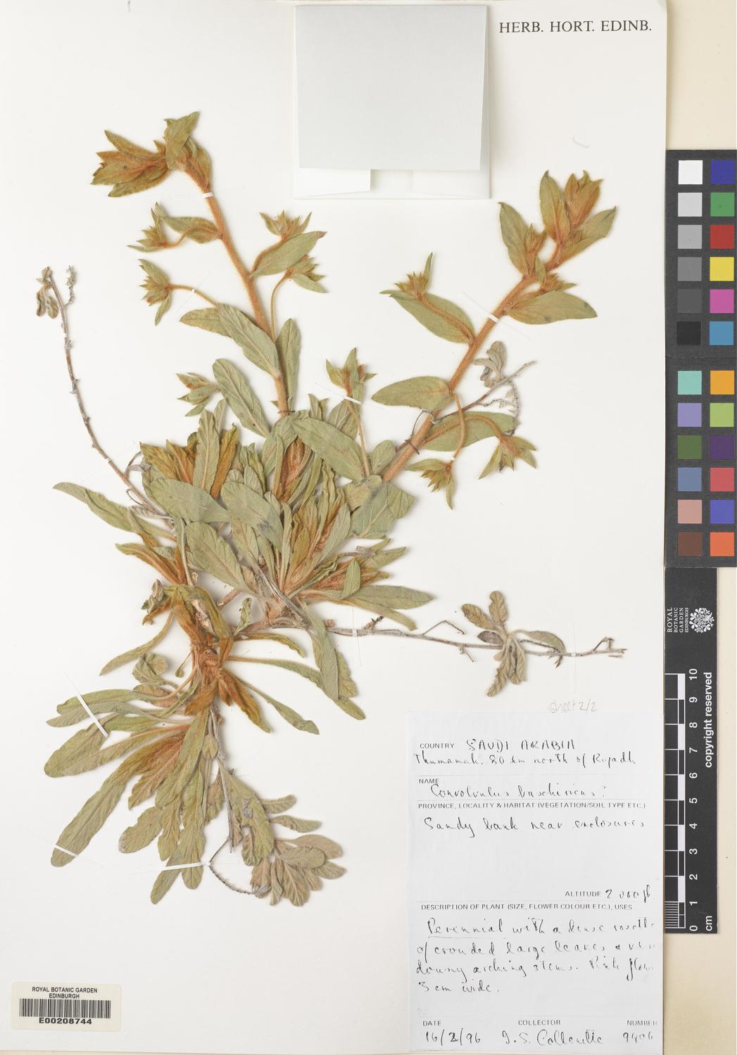 Convolvulus cephalopodus Boiss.