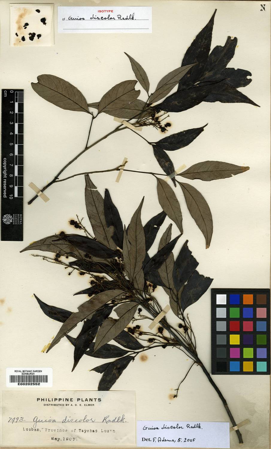 Guioa discolor Radlk.