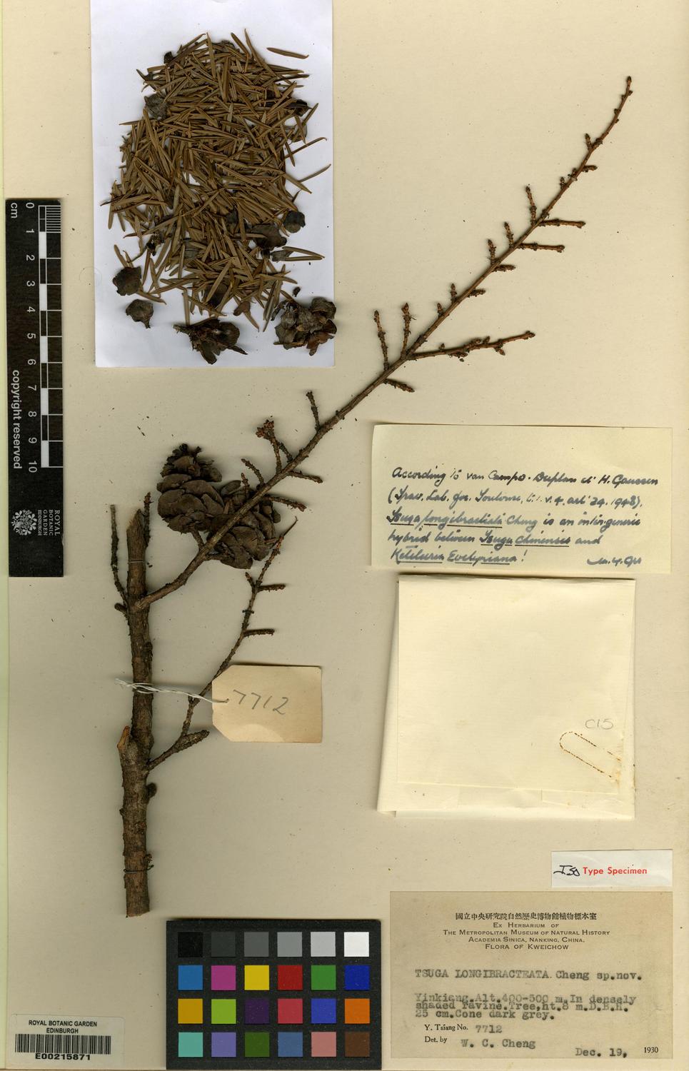 Nothotsuga longibracteata (W.C.Cheng) H.H.Hu ex C.N.Page