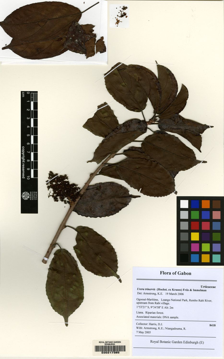 Urera trinervis (Hochst.) Friis & Immelman