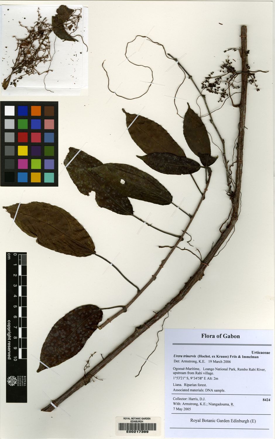 Urera trinervis (Hochst.) Friis & Immelman