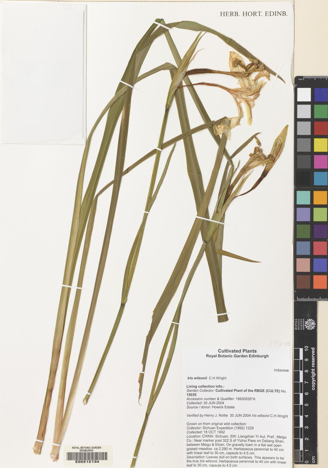 Iris wilsonii C.H.Wright