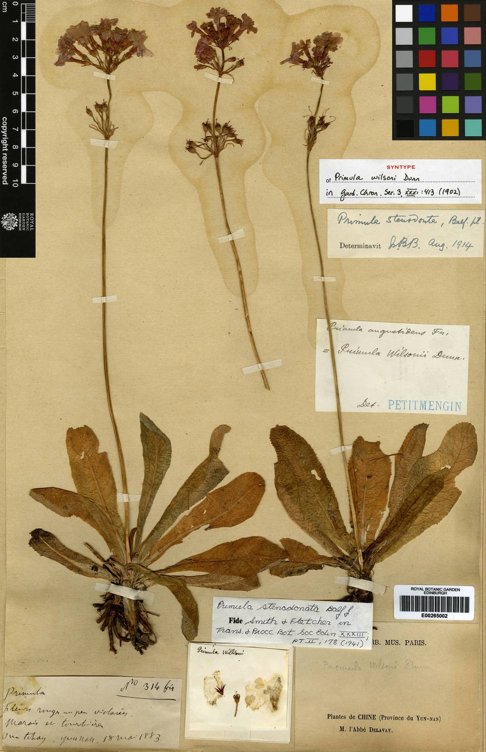 Primula stenodonta Balf.fil. ex W.W.Sm. & H.R.Fletcher
