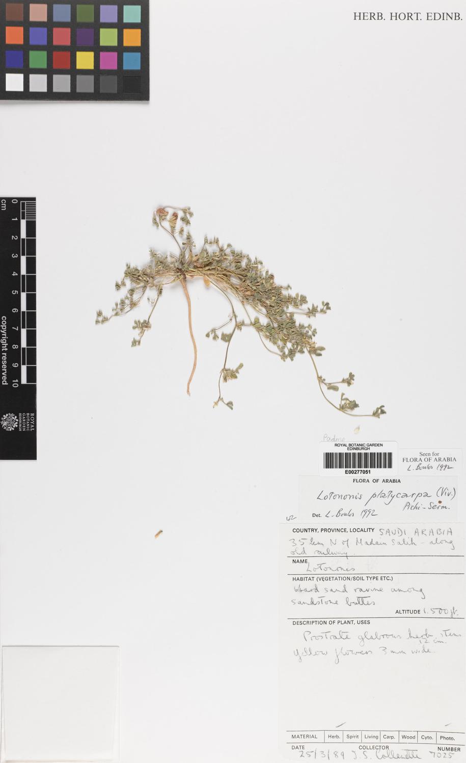 Lotononis platycarpa (Viv.) Pic.Serm.