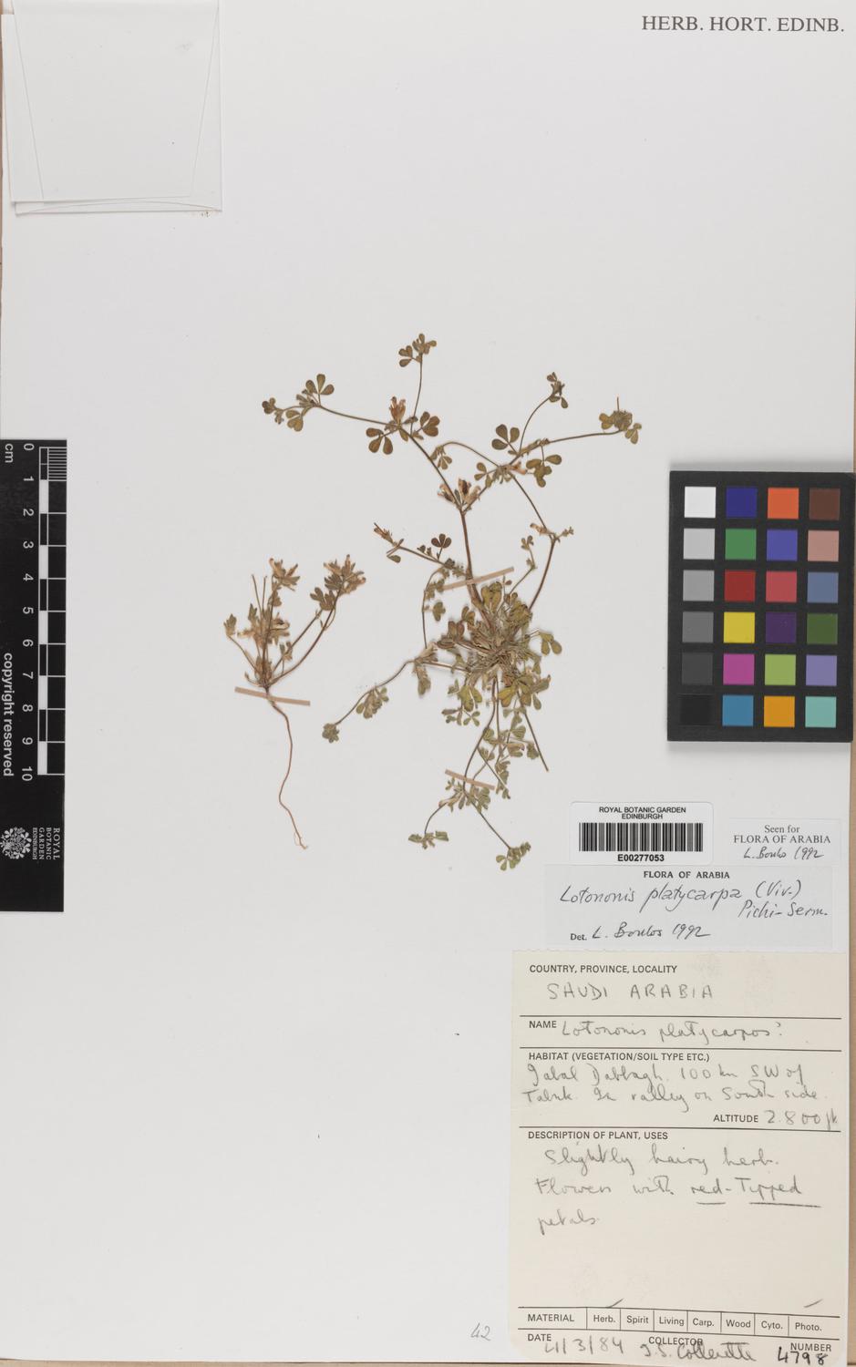 Lotononis platycarpa (Viv.) Pic.Serm.