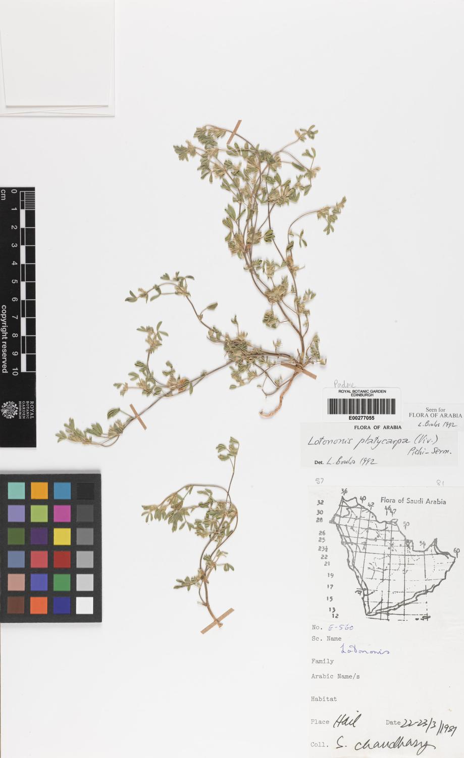 Lotononis platycarpa (Viv.) Pic.Serm.