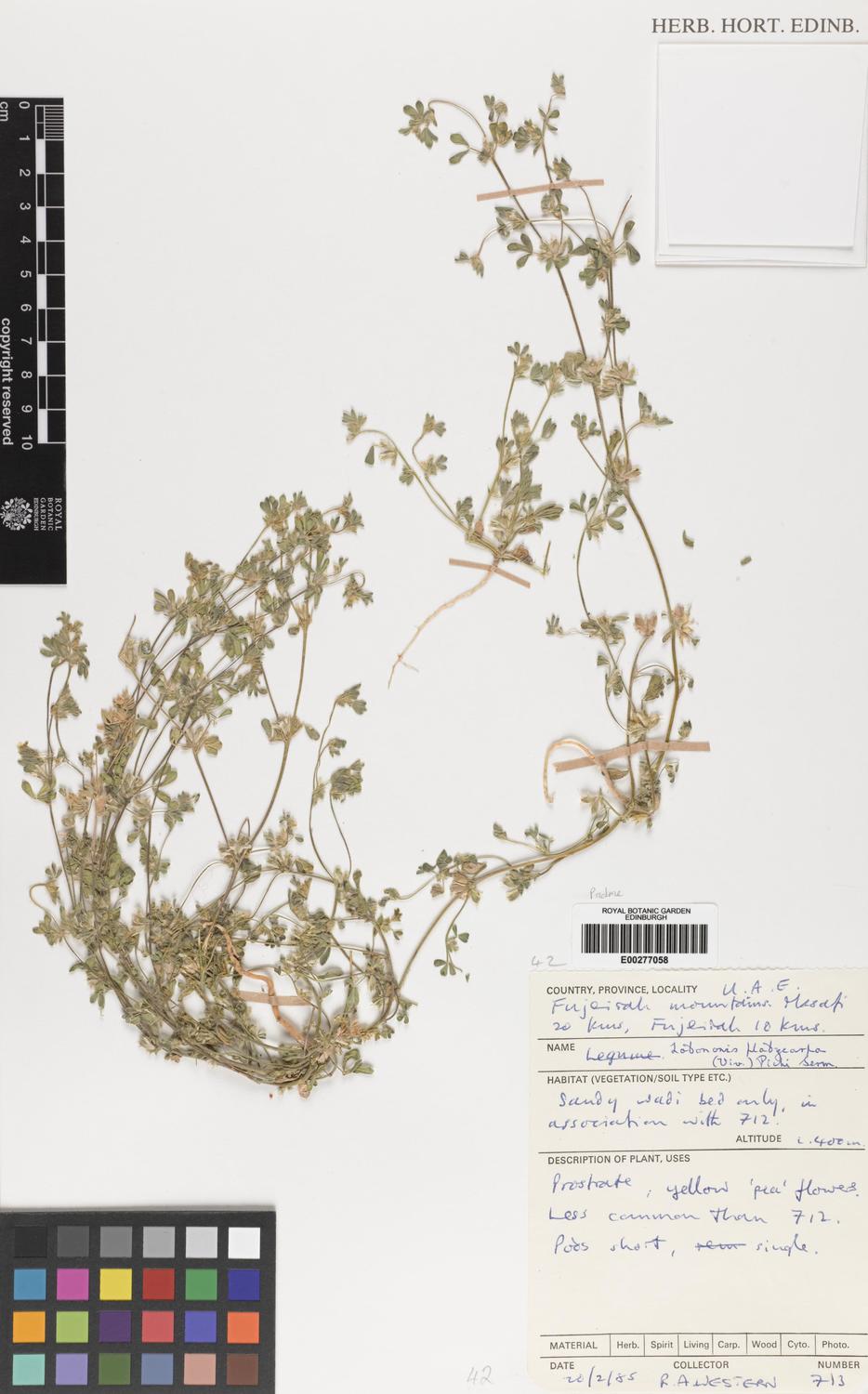 Lotononis platycarpa (Viv.) Pic.Serm.