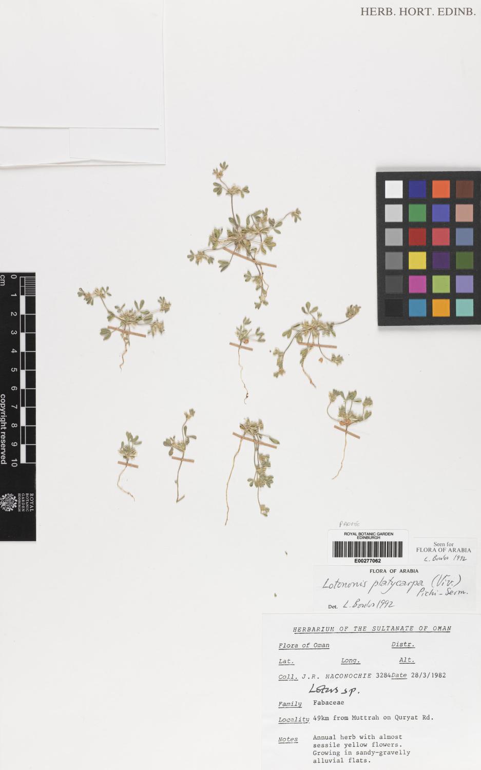 Lotononis platycarpa (Viv.) Pic.Serm.