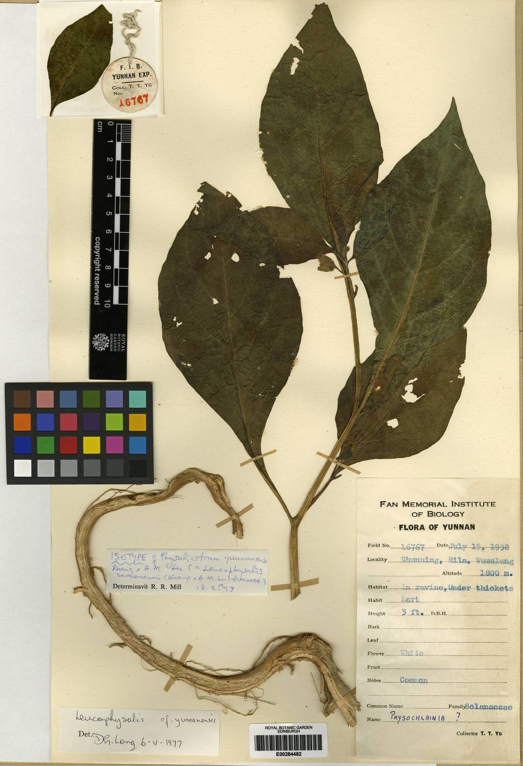 Physaliastrum yunnanense subsp. yunnanense