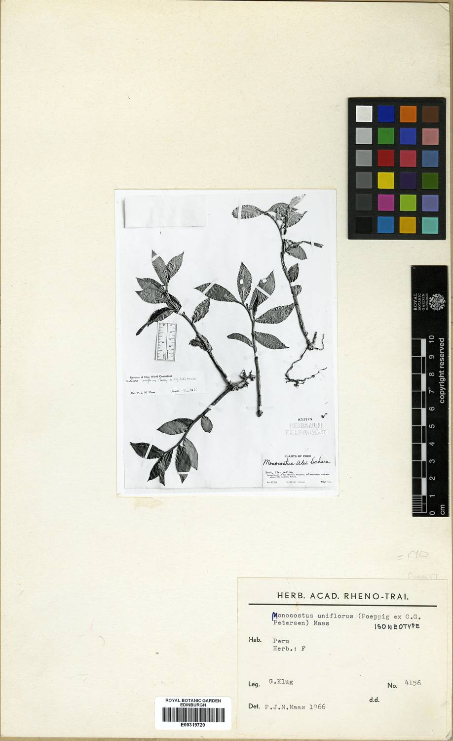 Monocostus uniflorus (Poepp. ex Petersen) Maas