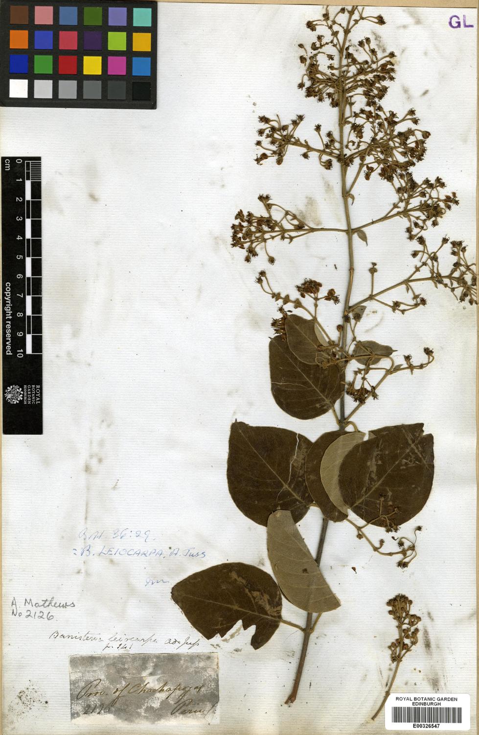 Diplopterys leiocarpa (A.Juss.) W.R.Anderson & C.Davis