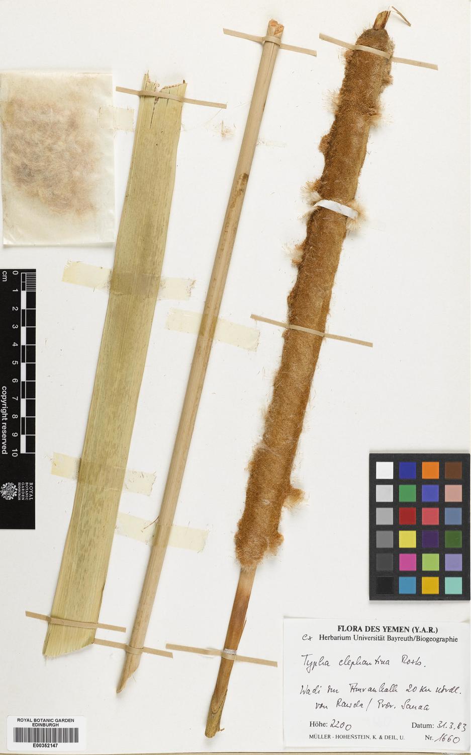 Typha elephantina Roxb.