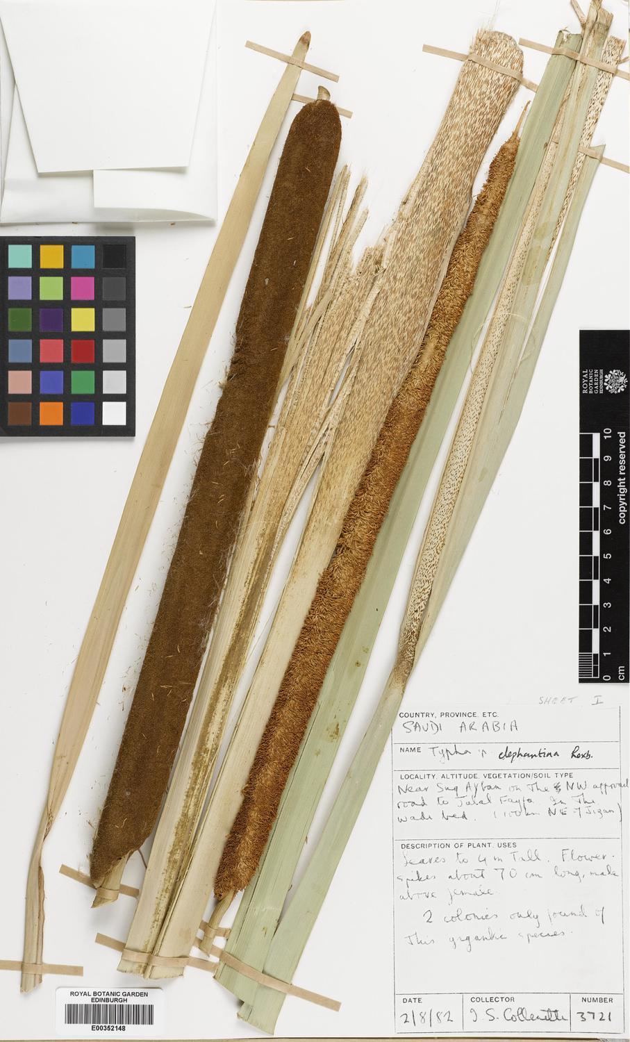 Typha elephantina Roxb.