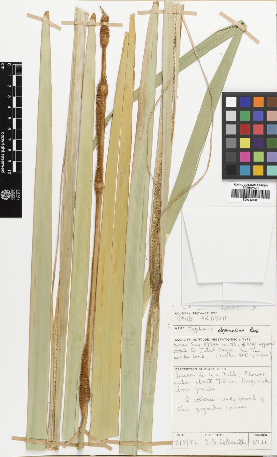 Typha elephantina Roxb.