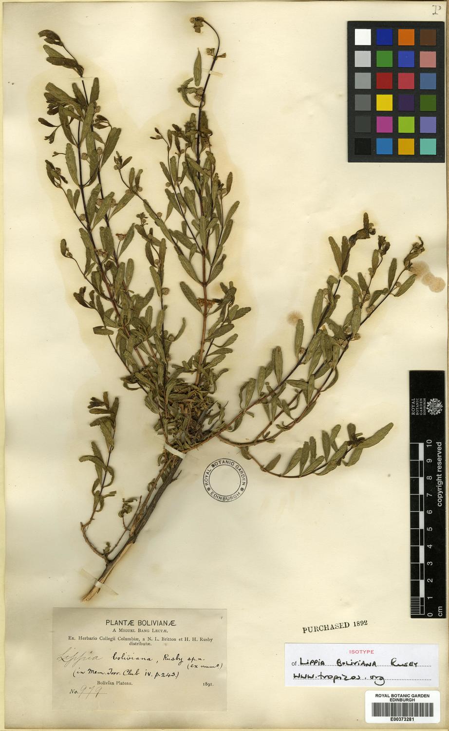 Lippia integrifolia (Griseb.) Hieron.