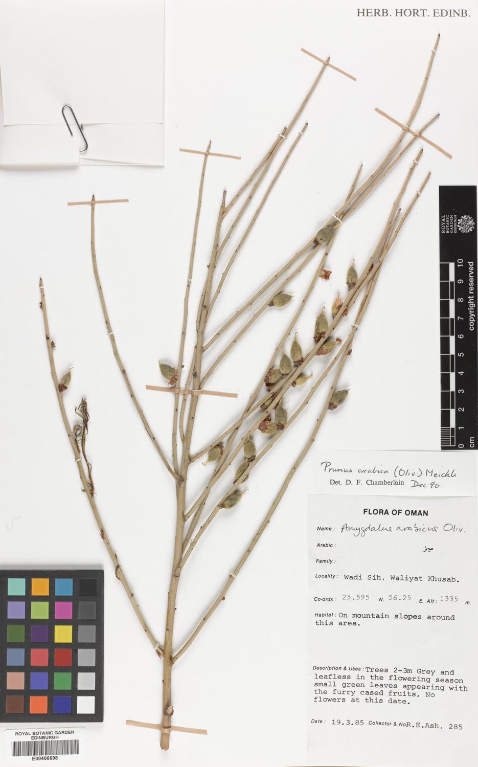 Prunus arabica (Oliv.) Meikle